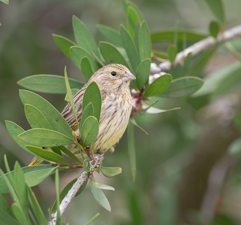 Saffron Finch Goldfinch - Free photo on Pixabay