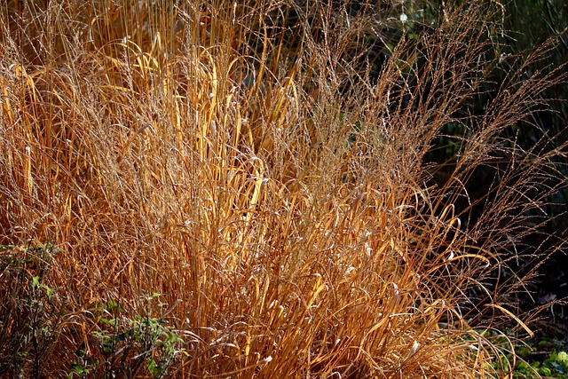 Grass Millet Fall - Free photo on Pixabay