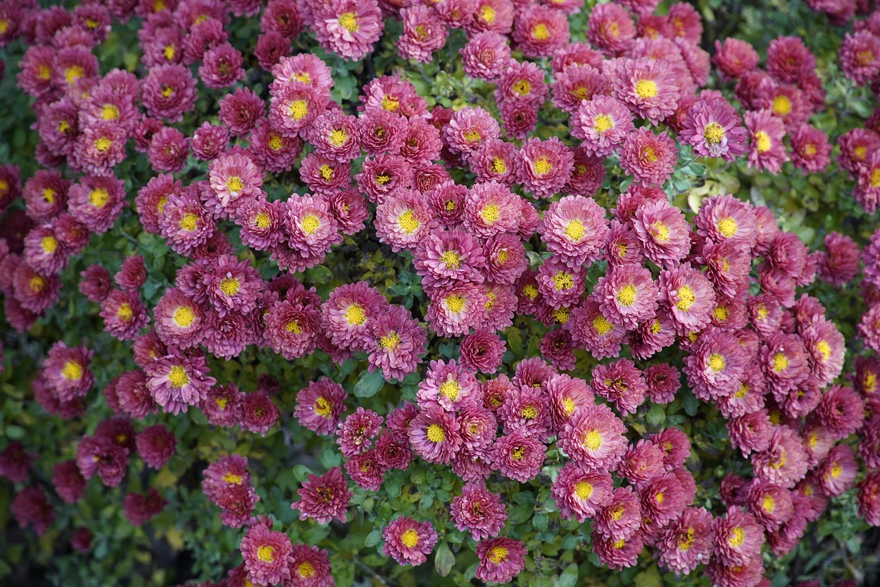 Flowers Garden Fall - Free photo on Pixabay