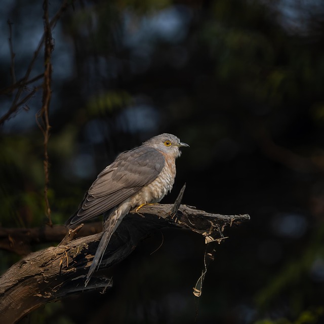 Cuckoo Bird Hawk - Free photo on Pixabay