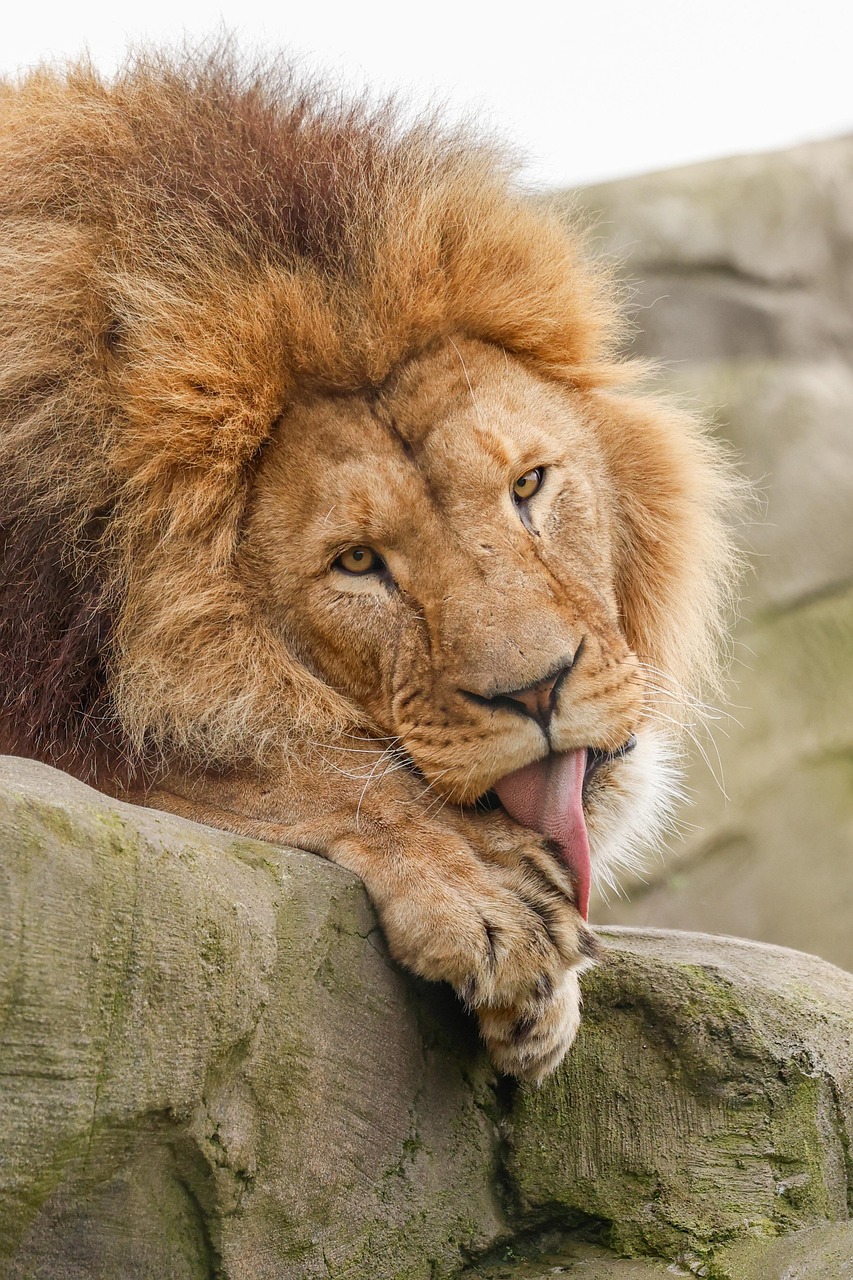 Lion Nature Animal - Photo gratuite sur Pixabay