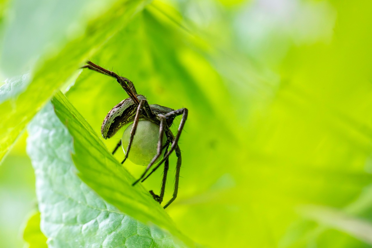 Wildbeobachtung Spinnentiere - Kostenloses Foto auf Pixabay