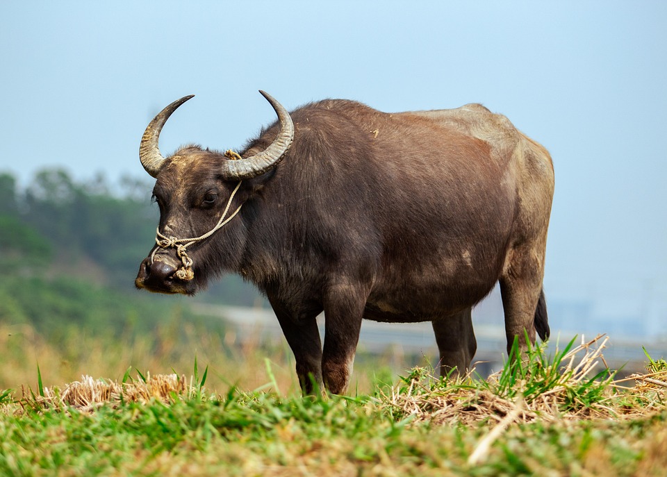 Animal Búfalo Mamífero - Foto gratuita no Pixabay