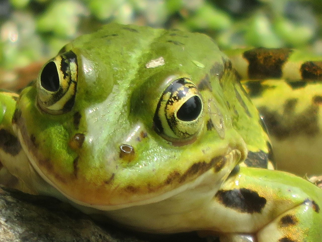 Katak Alam Air - Foto gratis di Pixabay