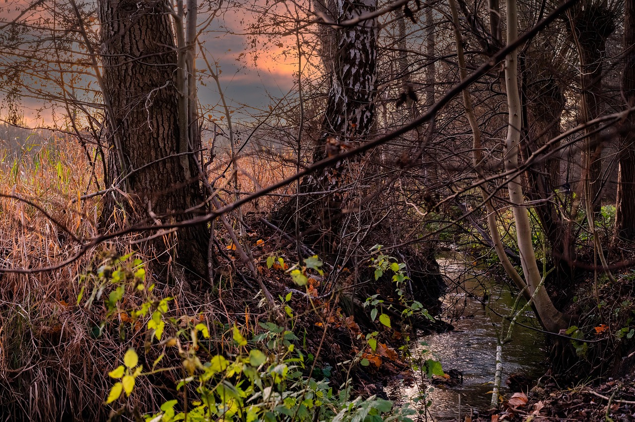 Wilderness Forest Nature - Free photo on Pixabay