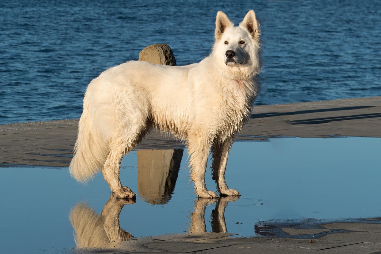 Dog Animal Nature - Free photo on Pixabay