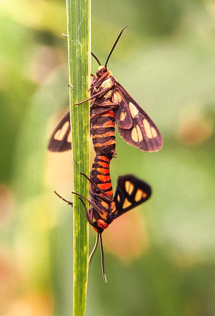 Animal Wildlife Wings - Free photo on Pixabay