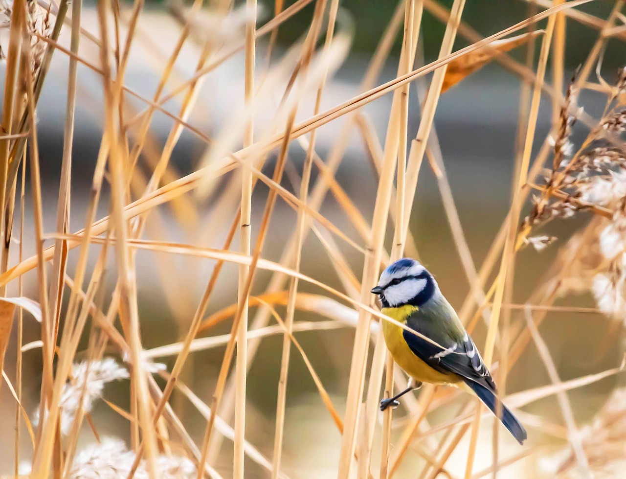 Tom-Tit Nature Bird Singing - Free photo on Pixabay
