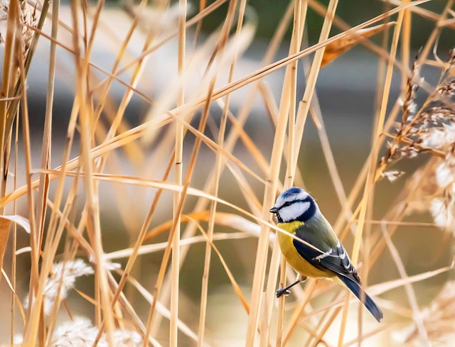 Tom-Tit Nature Bird Singing - Free photo on Pixabay