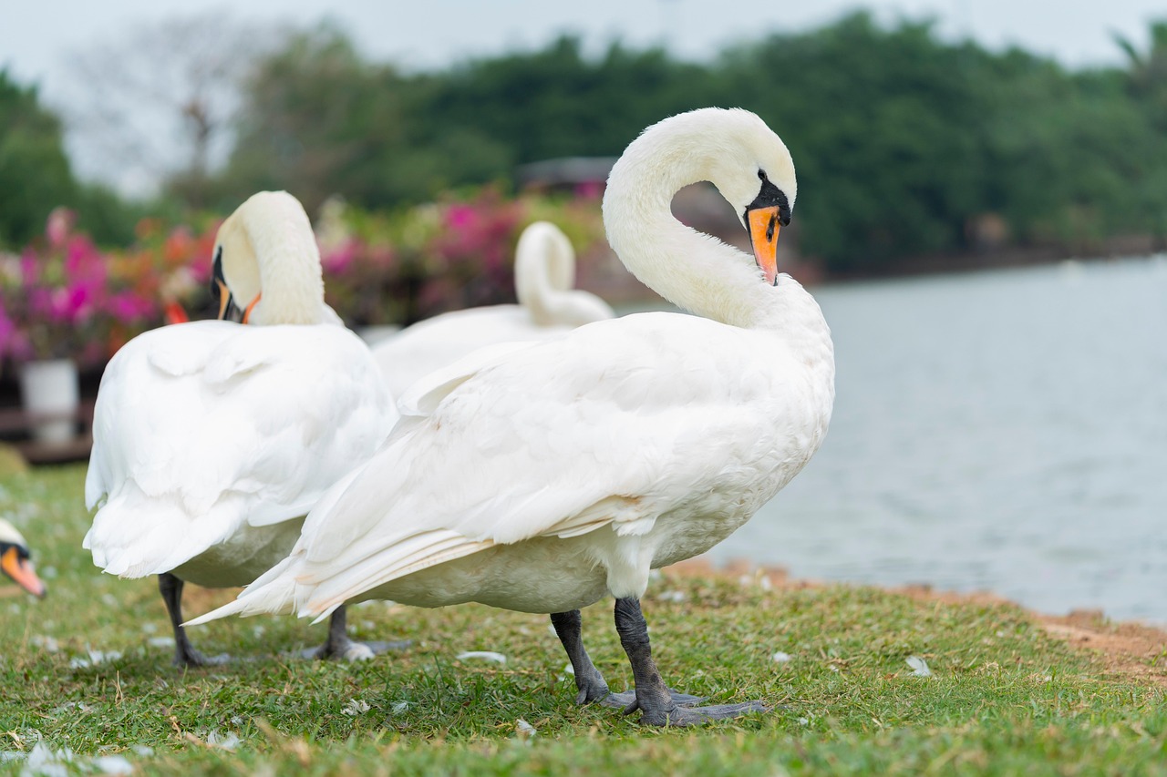 Angsa Putih Burung - Foto gratis di Pixabay