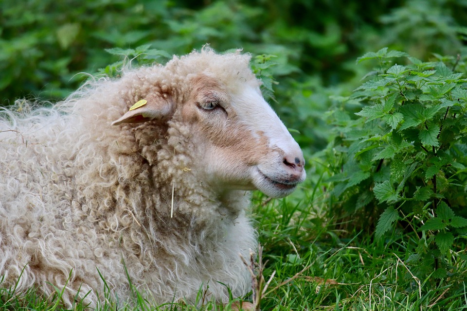 Sheep Ruminant Farm Animal - Free photo on Pixabay
