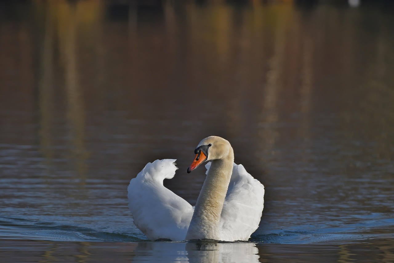 Mute Swan Bird - Free photo on Pixabay