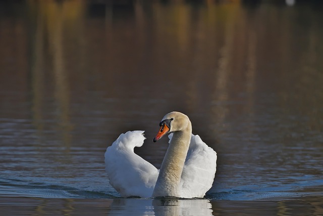 Mute Swan Bird - Free photo on Pixabay