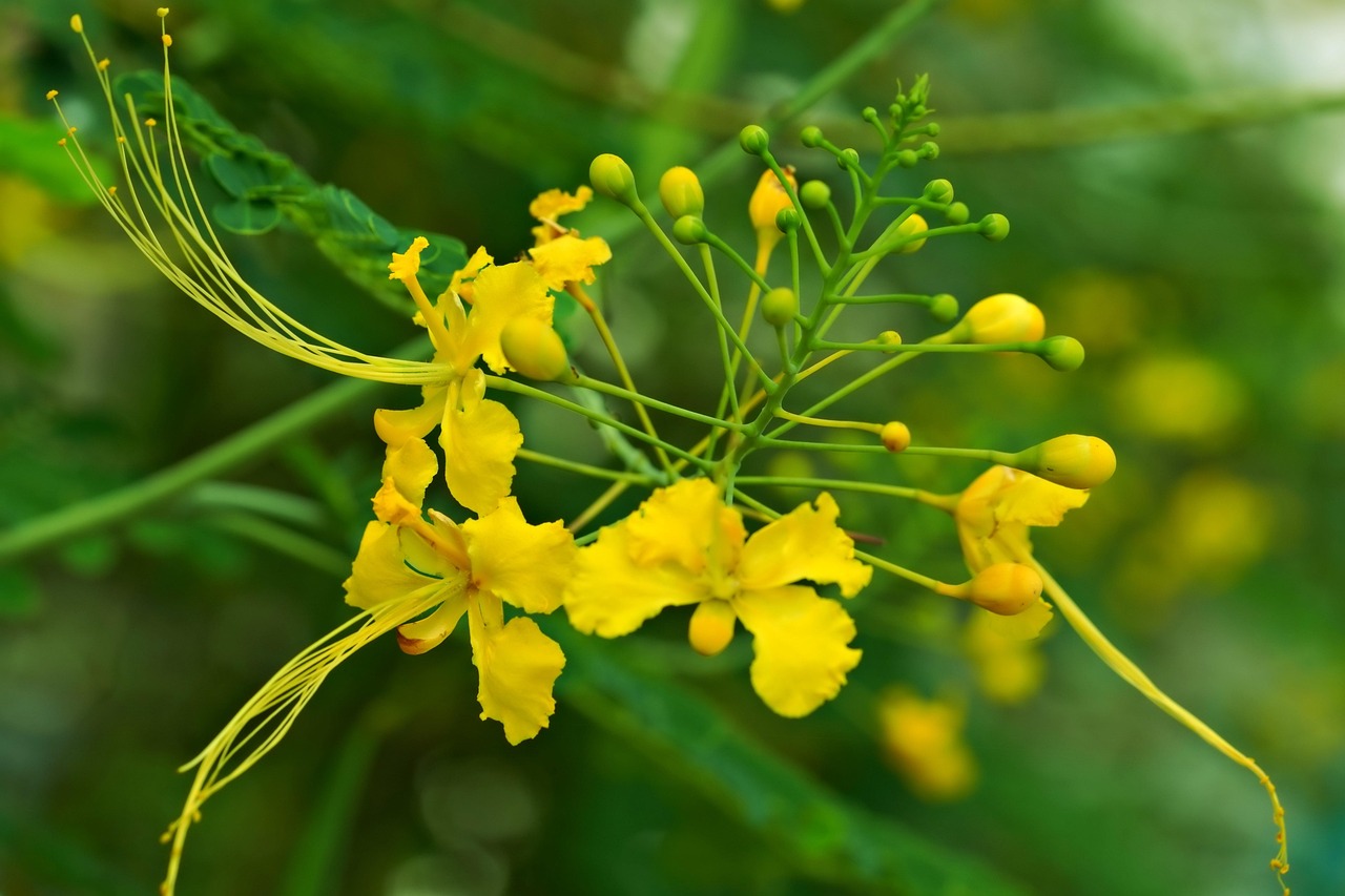 Fleur Paon Flore - Photo gratuite sur Pixabay