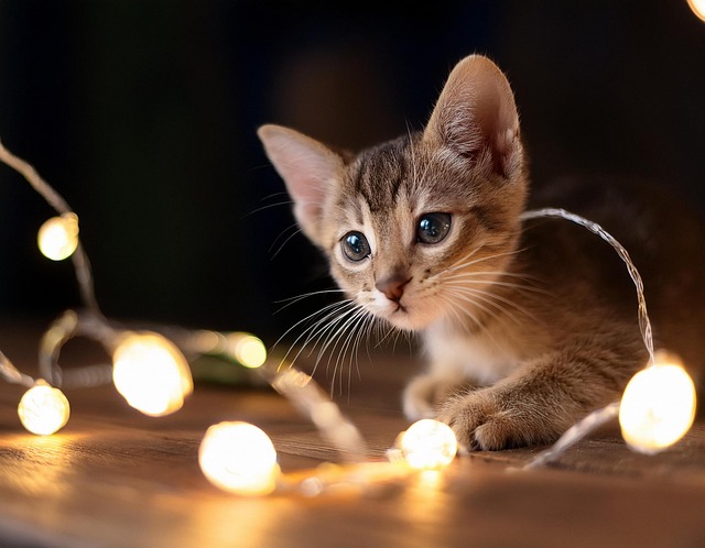 Download Ai Generated, Cat, Fairy Lights. Royalty-Free Stock ...