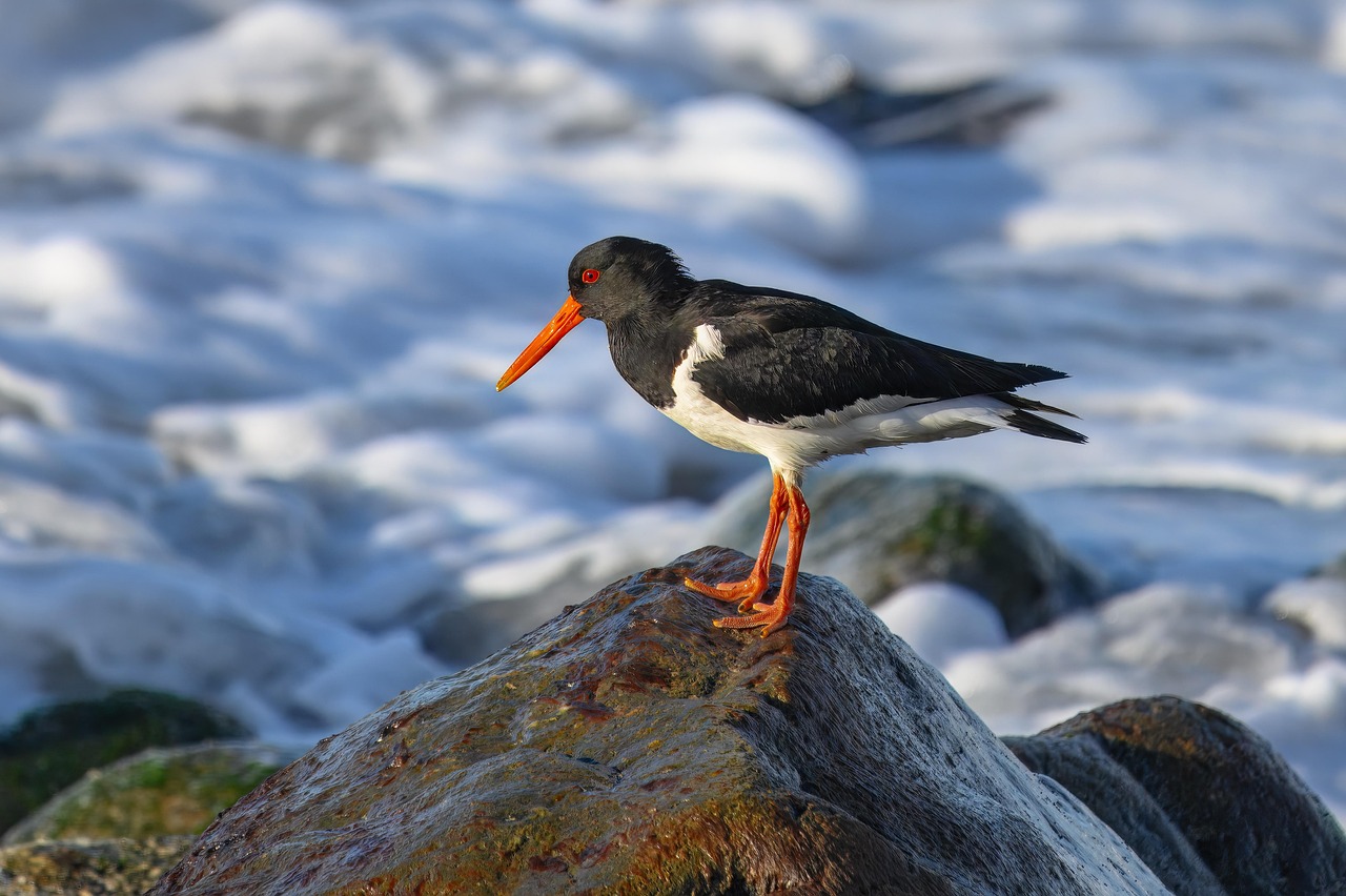 Oystercatcher Bird Ornithology - Free photo on Pixabay