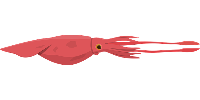 500+ Gambar Cumi Cumi & Cumi-Cumi Gratis - Pixabay