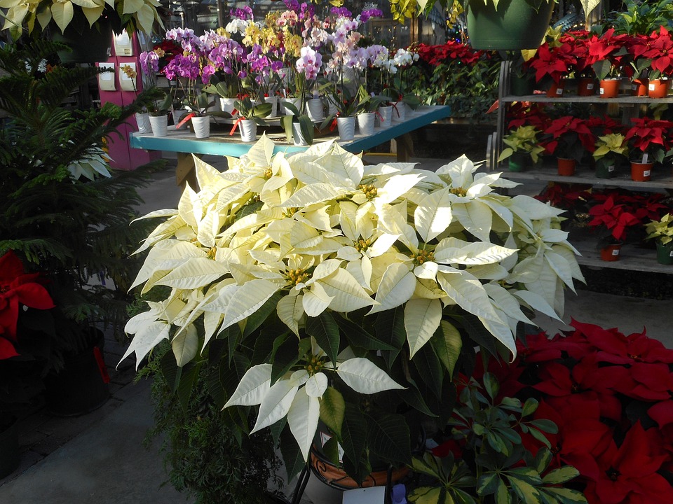 Christmas December Plant - Free photo on Pixabay