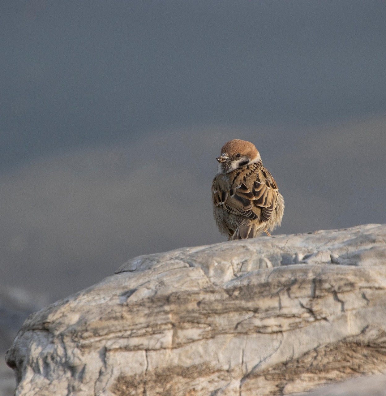 Moineau Oiseau Animal - Photo gratuite sur Pixabay
