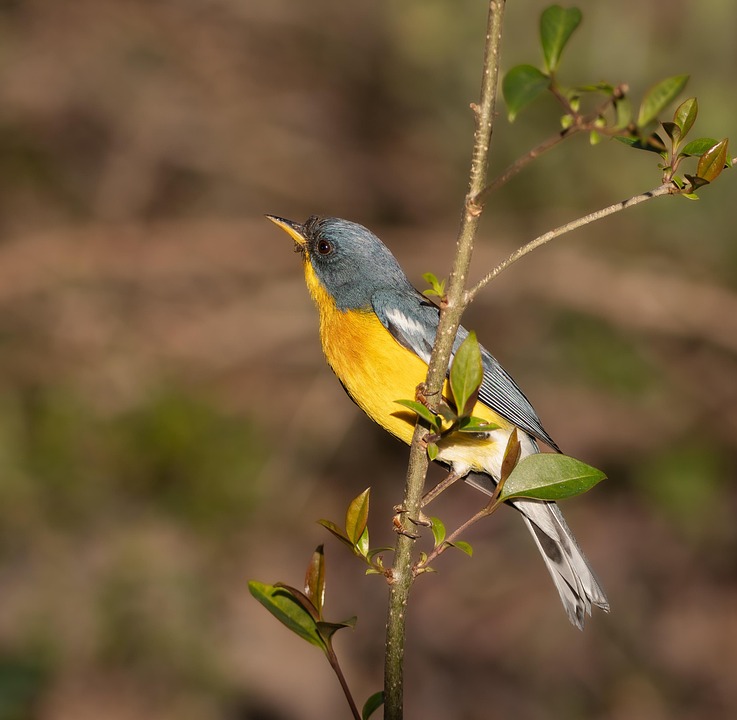 Bird Ornithology Setophaga - Free photo on Pixabay