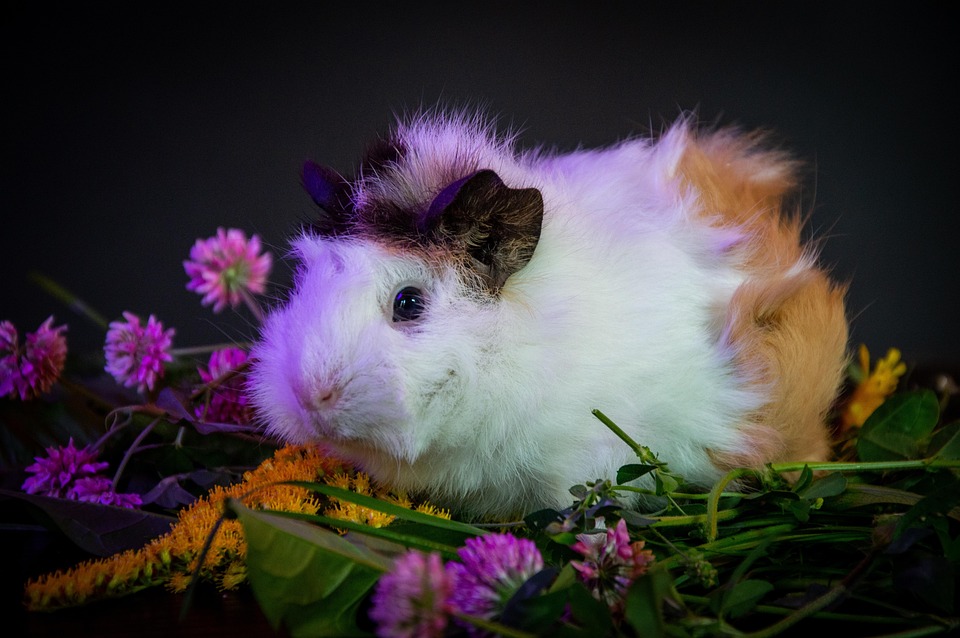 Guinea Pig Animal Pet - Free photo on Pixabay