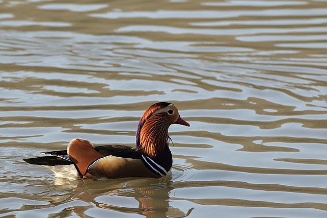 Bird Ornithology Mandarin Ducks - Free photo on Pixabay