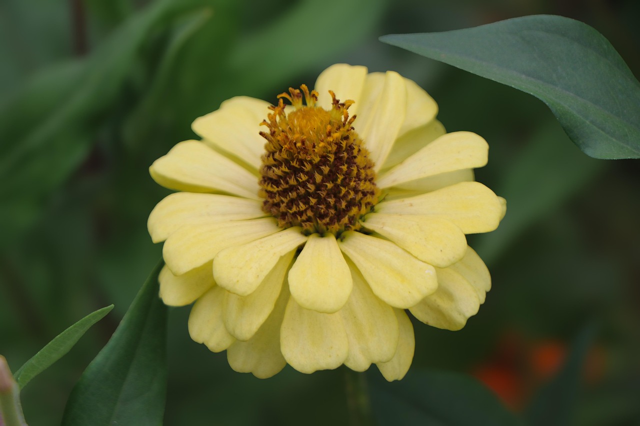 Blume Aufblühen Blütenblätter - Kostenloses Foto auf Pixabay