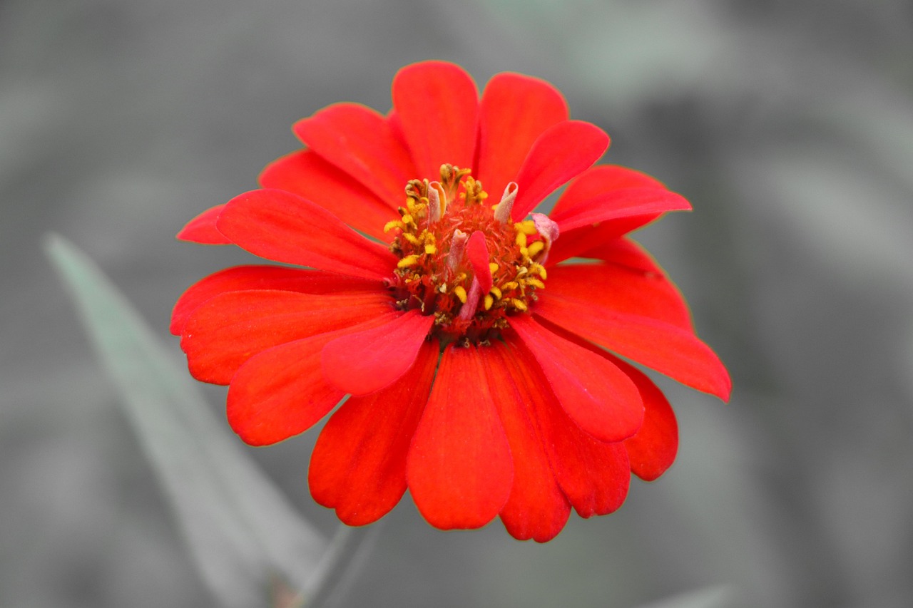 Bunga Berkembang Kelopak - Foto gratis di Pixabay