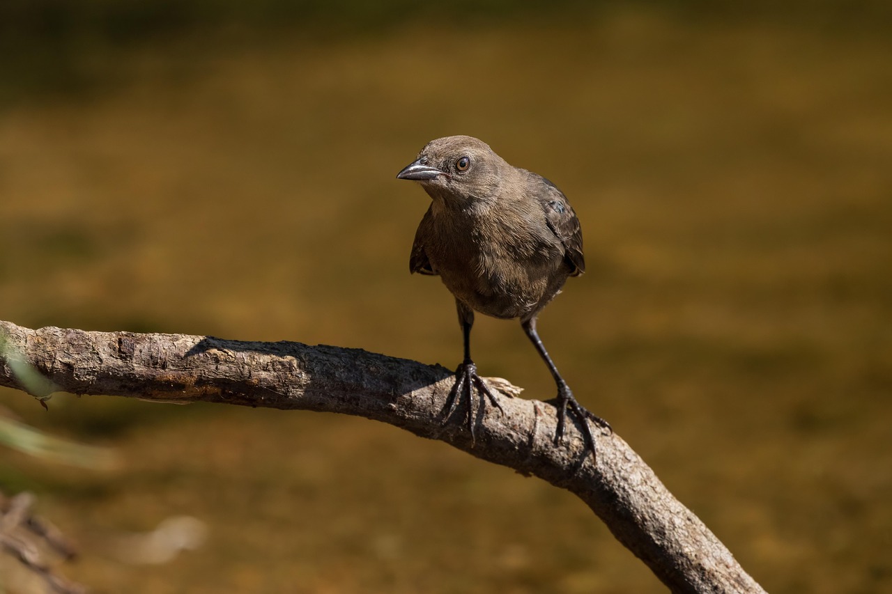 Bird Nature Animal - Free photo on Pixabay
