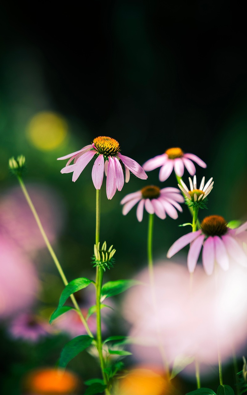 Chrysanthemum Flowers Nature In - Free photo on Pixabay