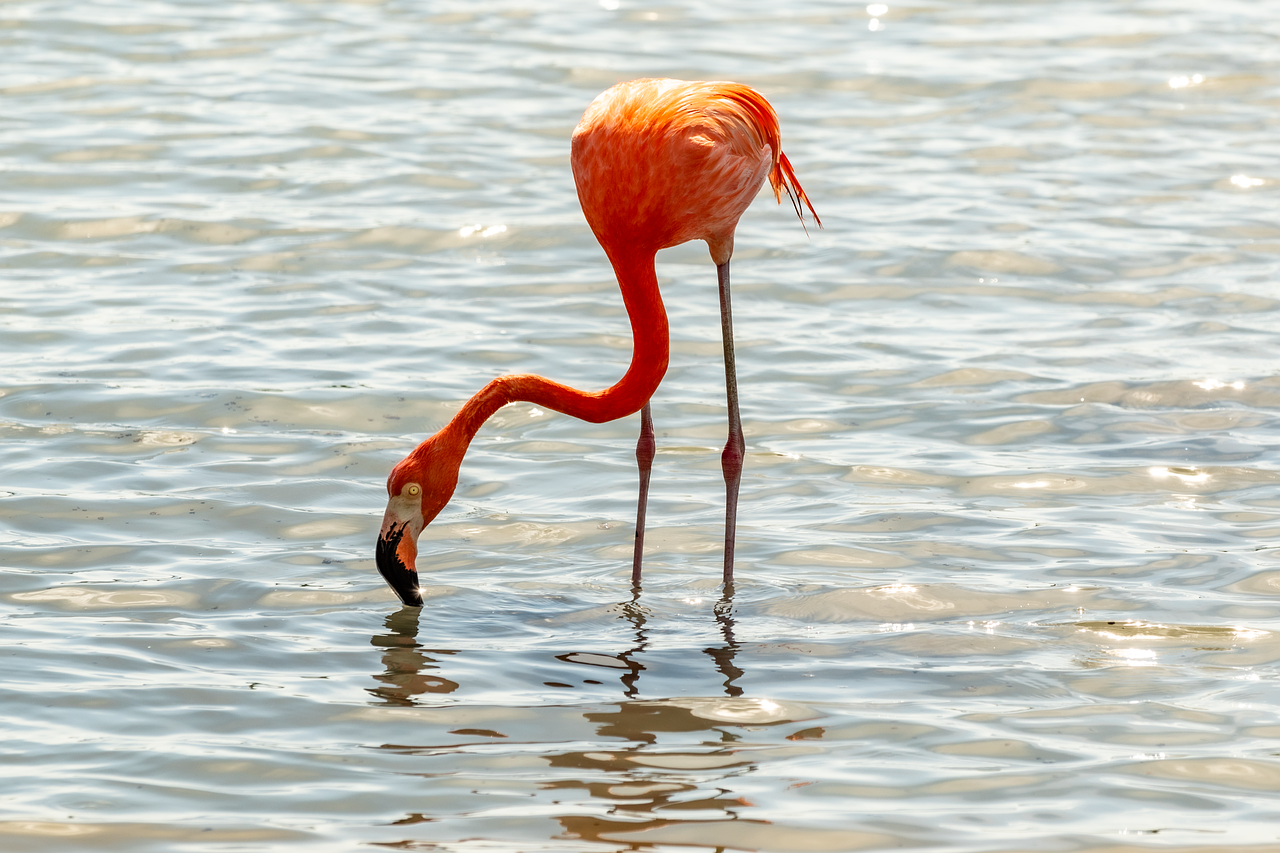 Download Flamingo, Bird, Animal. Royalty-Free Stock Illustration Image ...