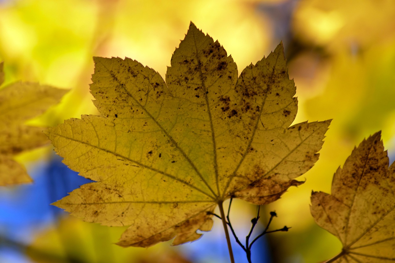 Nature Leaf Plant - Free photo on Pixabay