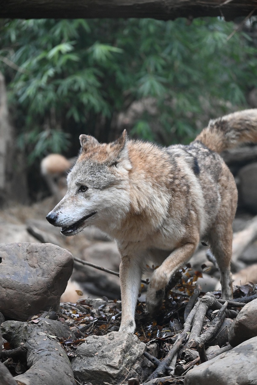 Wolf Dog Animal - Free photo on Pixabay