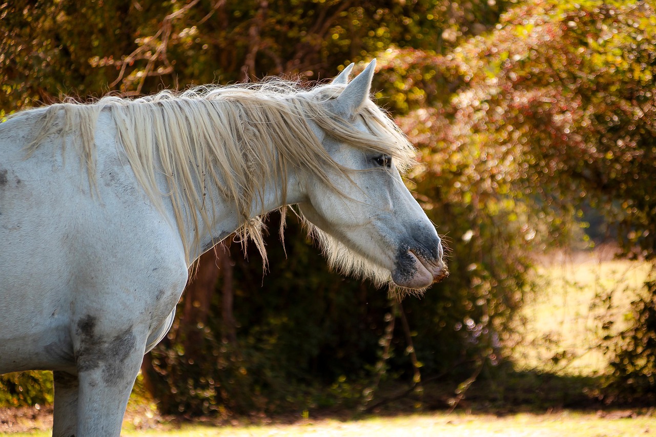 Animal Horse Mammal - Free photo on Pixabay