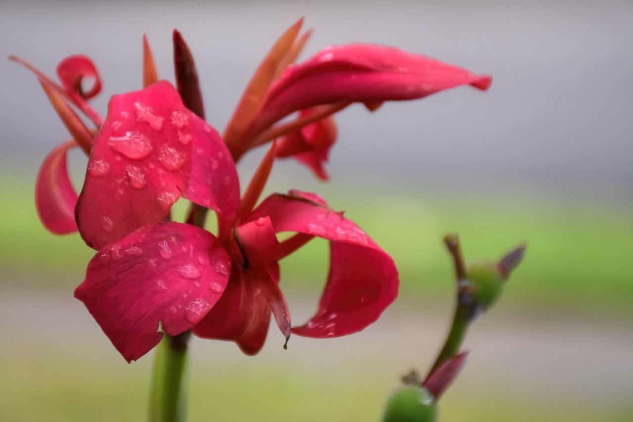 Flower Canna Lily Red - Free photo on Pixabay