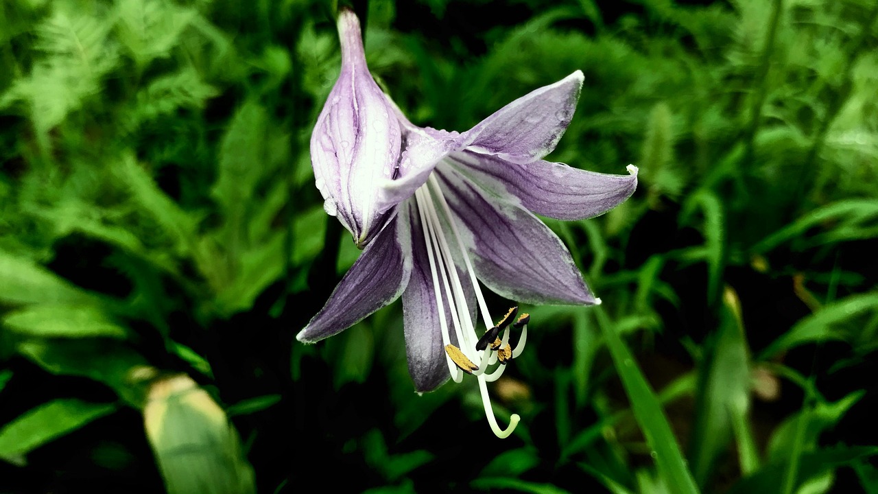 Purple Calyx Wild Flowers Natural - Free photo on Pixabay