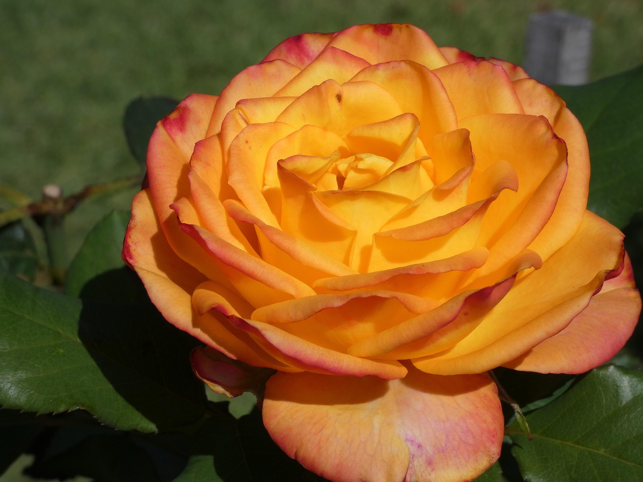 Rose Orange Fleur D'Oranger - Photo gratuite sur Pixabay