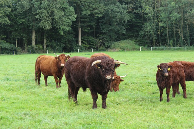 Bull Animal Cow - Free photo on Pixabay