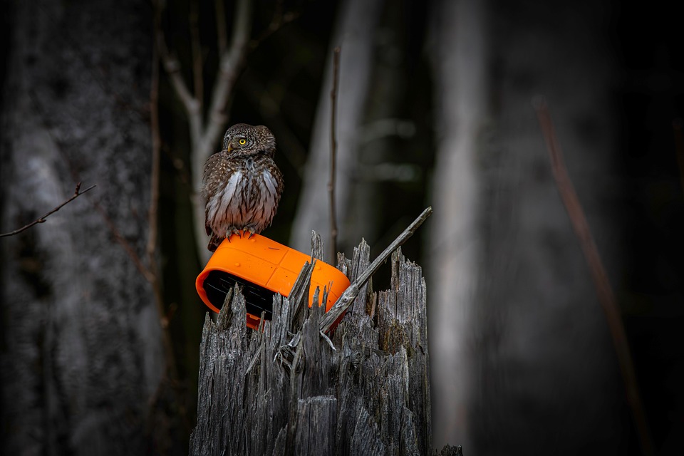 Eurasian Pygmy Owl Animal Bird - Free photo on Pixabay