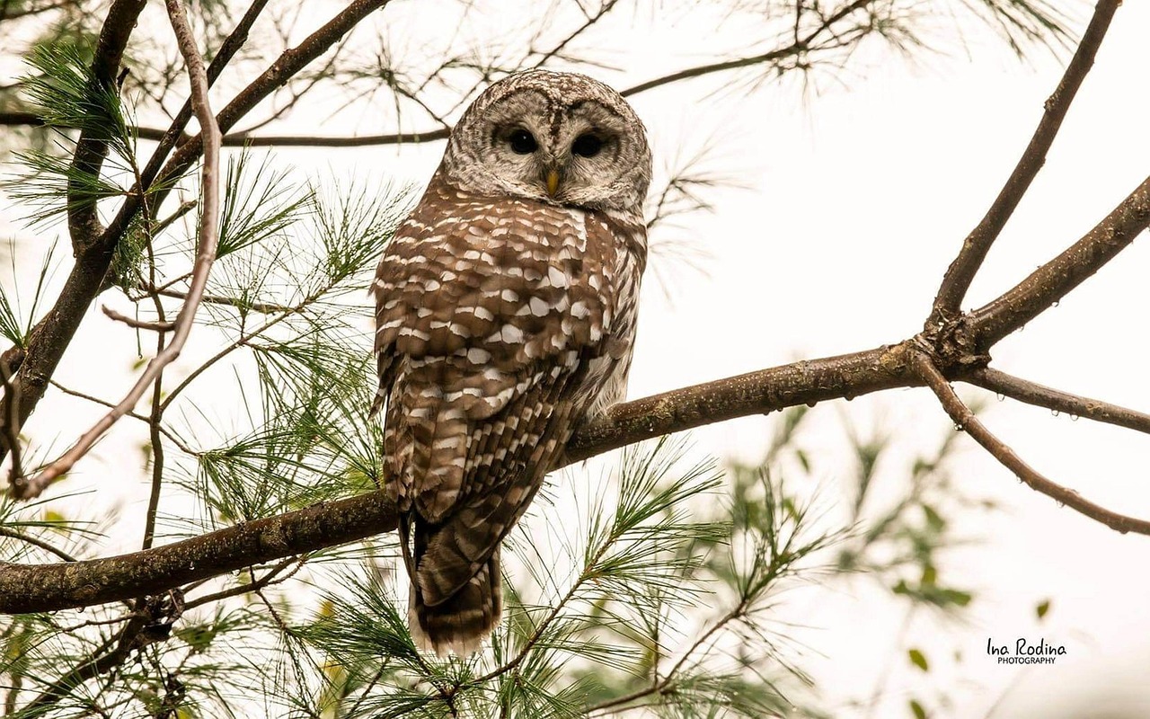 Owl Bird Avian - Free photo on Pixabay