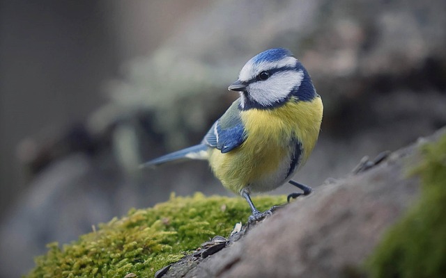 Blue Tit Bird - Free photo on Pixabay