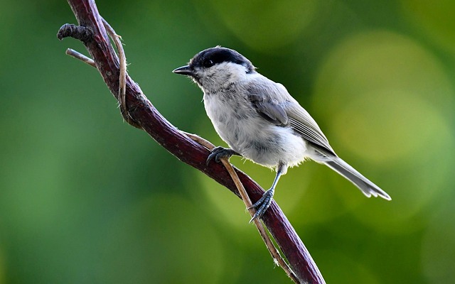 Tit Bird Animal - Free photo on Pixabay