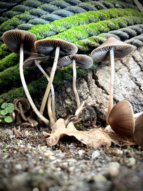 Nature Fungus Funges - Free photo on Pixabay