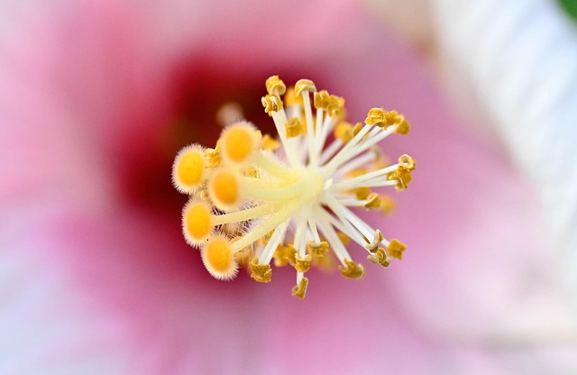 Hibiscus Stamen Stigma - Free photo on Pixabay