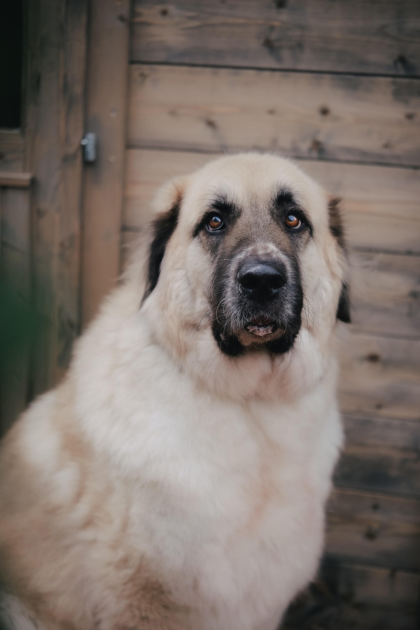 Kangal Shepherd Dog Animal - Free photo on Pixabay