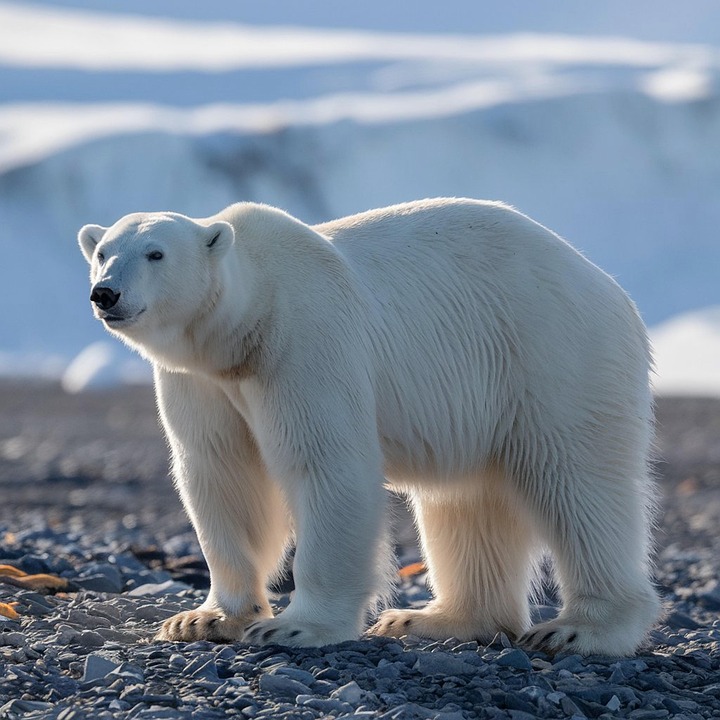 Polar Bear Nature Arctic - Free photo on Pixabay