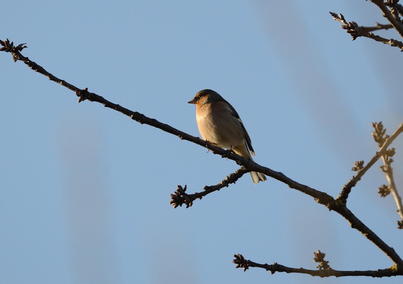 Fink Vogel Natur - Kostenloses Foto auf Pixabay