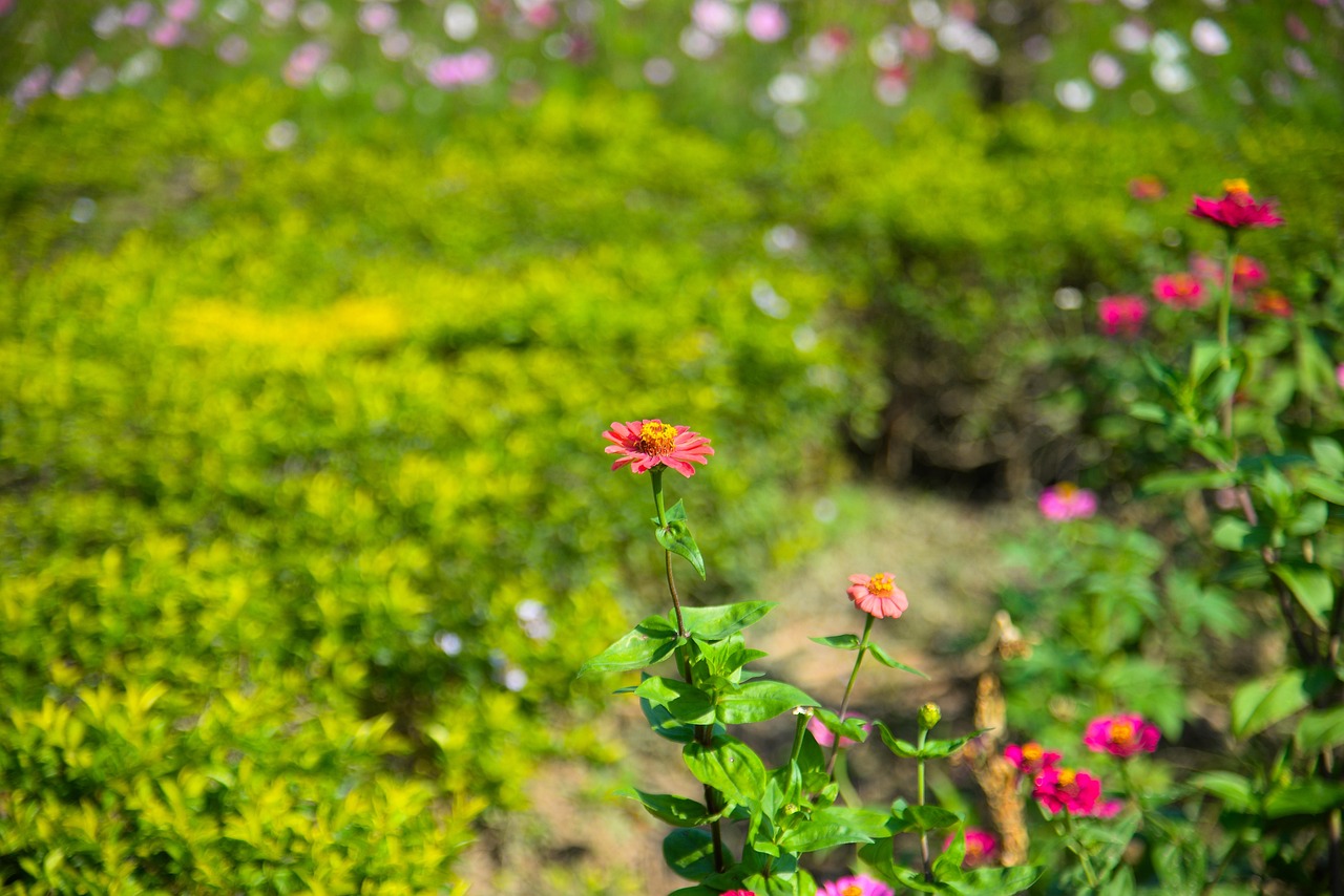 Flowers Nature Bloom - Free photo on Pixabay