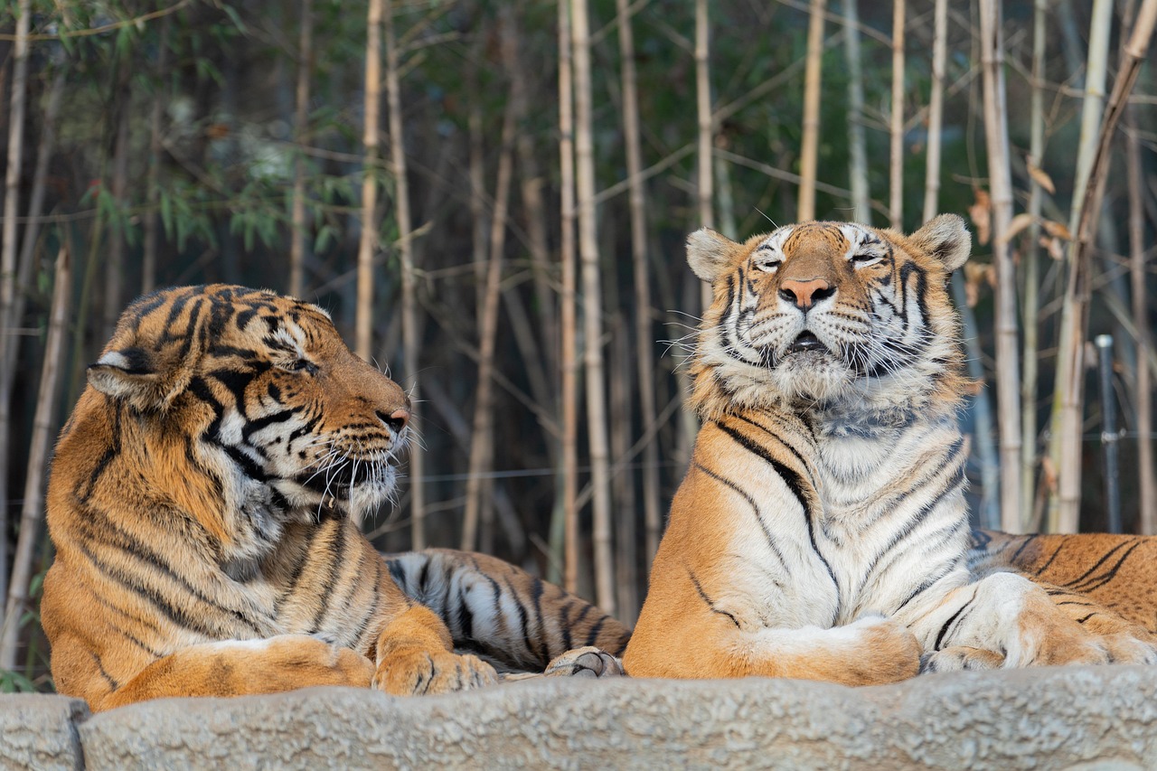 Tigers Couple Animals - Free photo on Pixabay
