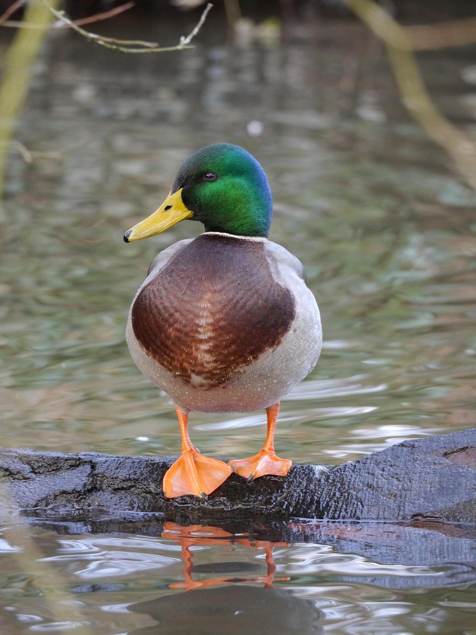 Duck Mallard Beak - Free photo on Pixabay
